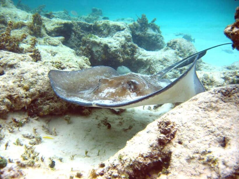 Punta Cana: Marinarium Snorkeling Cruise - FAQ