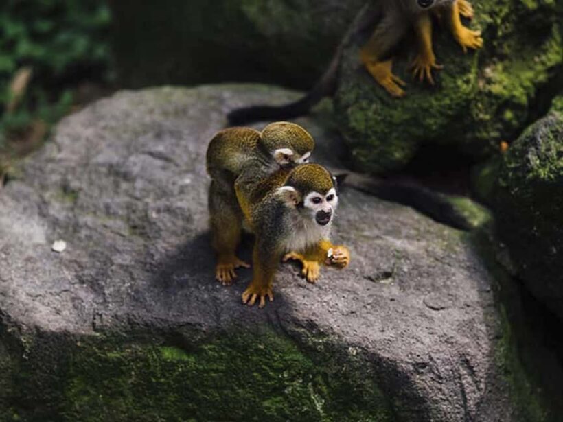 Punta Cana: Monkey Adventure by Jhoraji With Hotel Pick-Up - Overview of the Monkey Adventure Experience