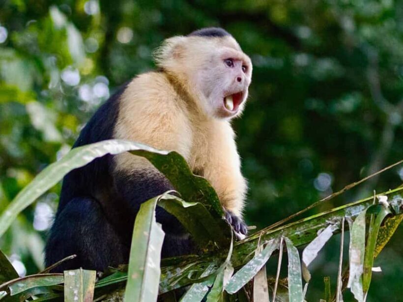 Punta Cana: Monkey Adventure by Jhoraji With Hotel Pick-Up - What To Expect During the Tour