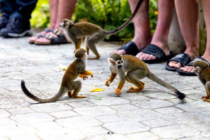 Punta Cana Monkeyland and Zipline Two Adventures in One Day - Final Verdict