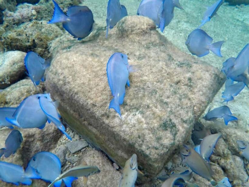 Punta Cana: Private Catalina Island Snorkeling Trip with - Final Thoughts