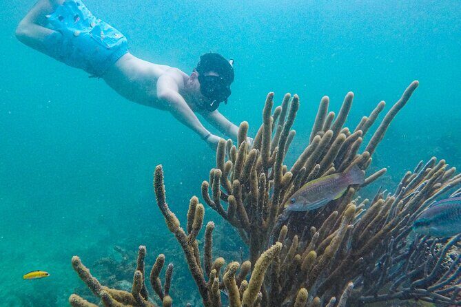 Punta Cana Private Cruise Up To 10 Snorkeling & Seafood lunch - Authentic Experiences and Guest Feedback