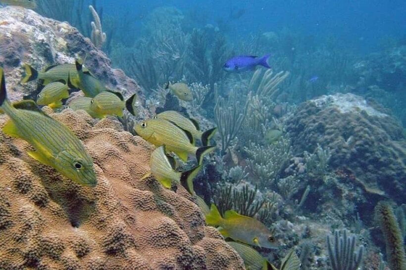 Punta Cana: Private Guided Power Dive Adventure with Music - Key Points