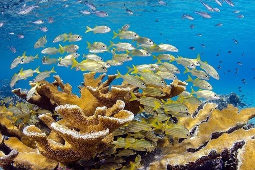 Punta Cana: Private Guided Power Dive Adventure with Music - Experience Overview: What’s in Store?