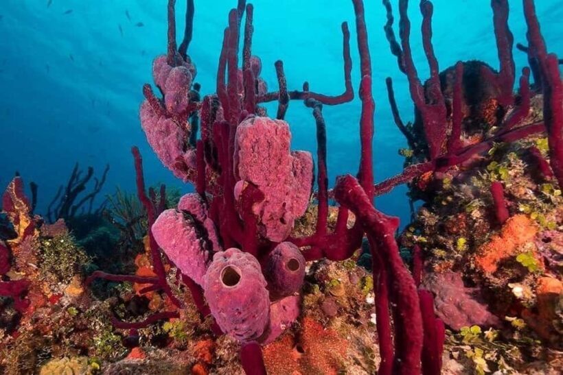 Punta Cana: Private Guided Power Dive Adventure with Music - What Travelers Say