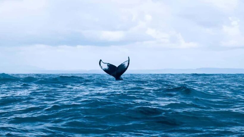 Punta Cana: Samaná Bay Whale Watching & Cayo Levantado - Considering the Price and Value