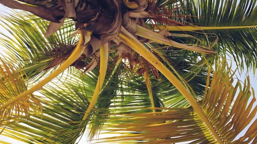 Punta Cana: Samaná Bay Whale Watching & Cayo Levantado - Practical Tips for Travelers