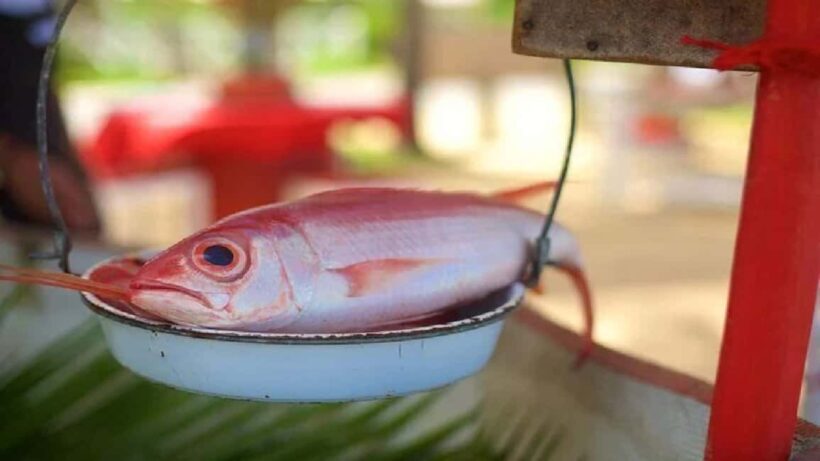 Punta Cana: Samaná Day Trip with El Limón & Bacardí Island - An Overview of the Days Journey