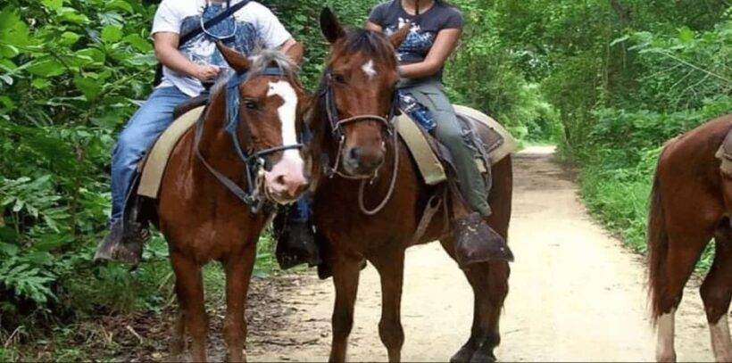 Punta Cana: Samaná Day Trip with El Limón Waterfall - An Overview of the Tour