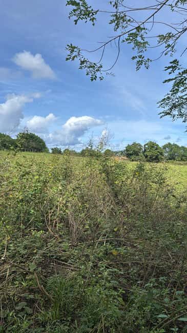 Punta Cana: Samaná Day Trip with El Limón Waterfall - Authentic Experiences and Authenticity