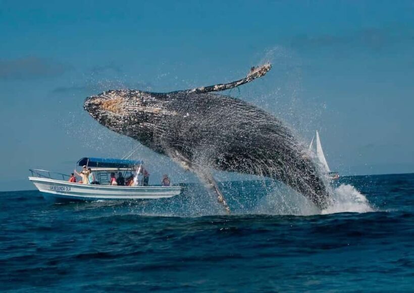 Punta Cana: Samaná Peninsula Whale Watching Day Trip - Key Points