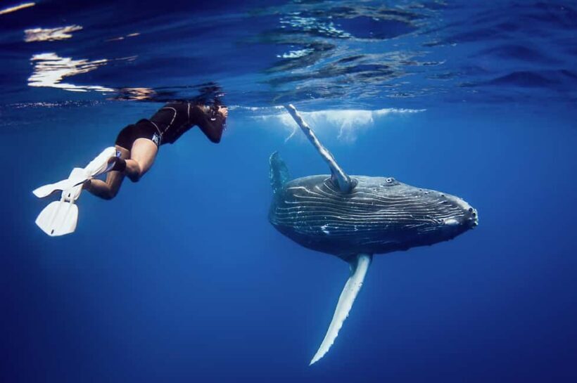 Punta Cana: Samana Whale Watching Cruise - Authenticity and What You Can Expect