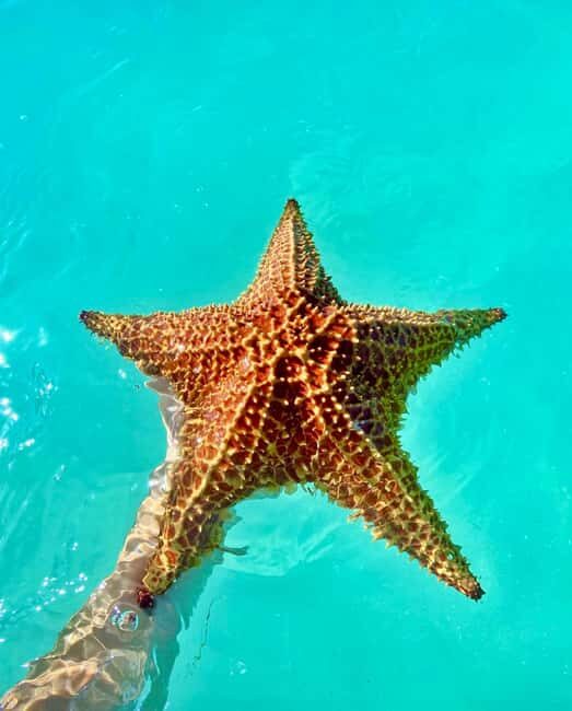 Punta Cana: Saona Island Exclusive Private Beach, Open Bar & Premium Lunch - Exploring the Punta Cana: Saona Island Private Experience — What Travelers Should Know