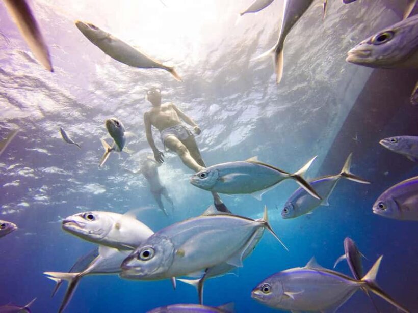 Punta Cana: Scuba Diving Adventure to Catalina Island - FAQs