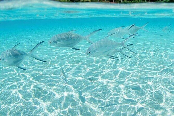 Punta Cana Speed Boat Tour and Snorkeling - Who Should Consider This Tour?