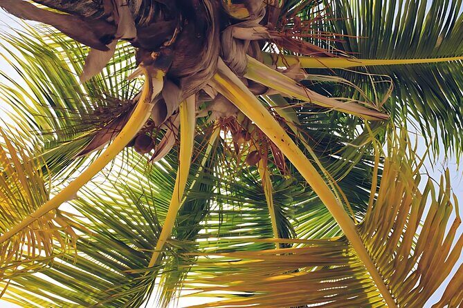 Punta Cana Whale Watching and Bacardi Island Day Trip - Practical Tips for Travelers