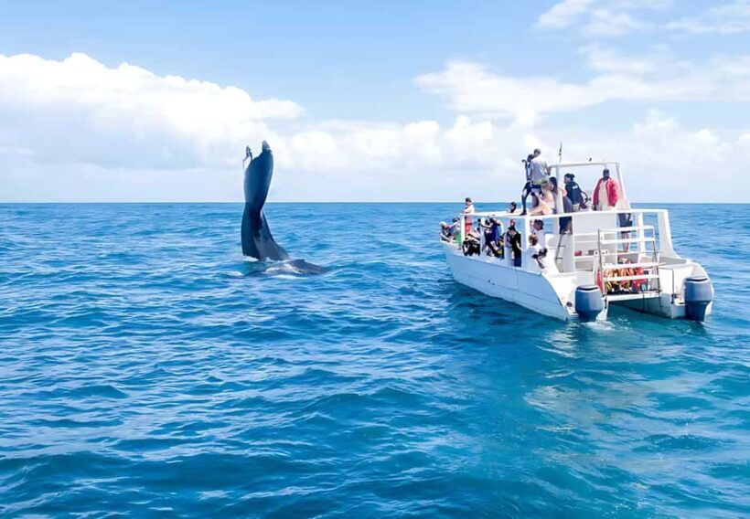 Punta Cana: Whale Watching and Bacardi Island Day Trip - An In-Depth Look at the Tour
