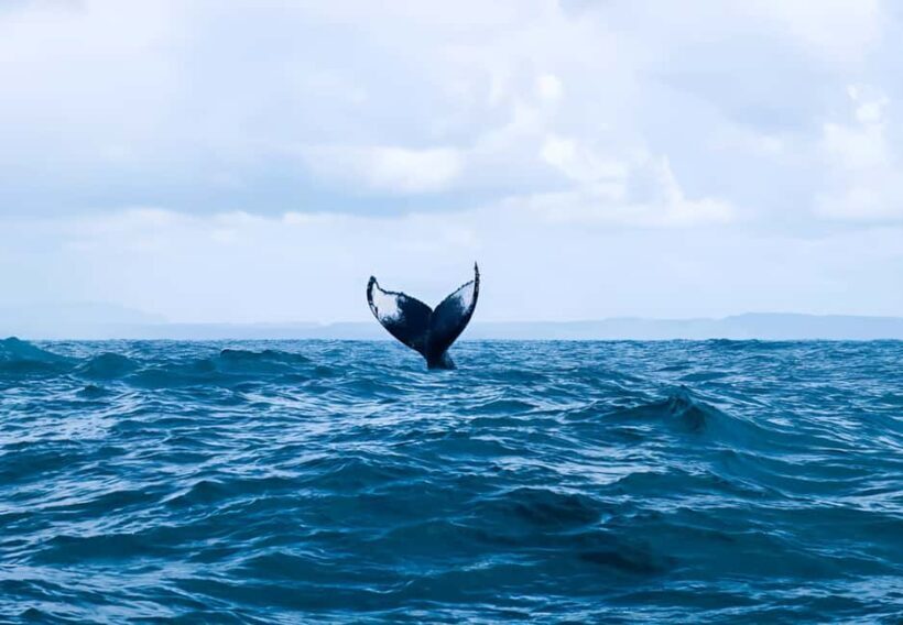 Punta Cana: Whale Watching and Bacardi Island Day Trip - Final Thoughts