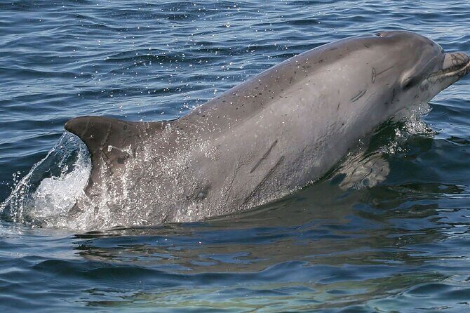 Punta Gorda/Boca Grande Beach Day Private 5hr Charter - A Detailed Look at the Experience