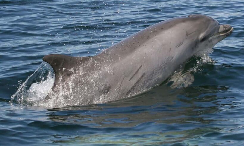 Punta Gorda/Boca Grande Dolphin Tour and Cabbage Key - FAQs