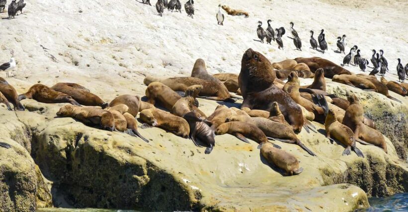 Punta Loma Shore Excursion with City tour - The Sum Up: Who Will Love This Tour?