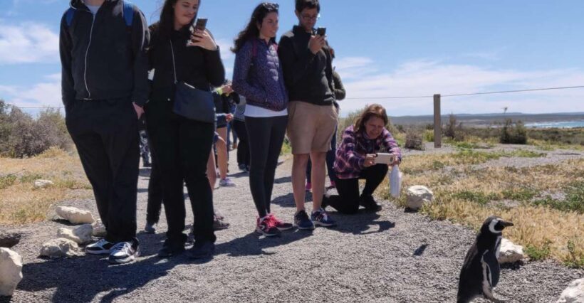 Punta Tombo Cruise Shore Excursion - Walk among penguins - Key Points