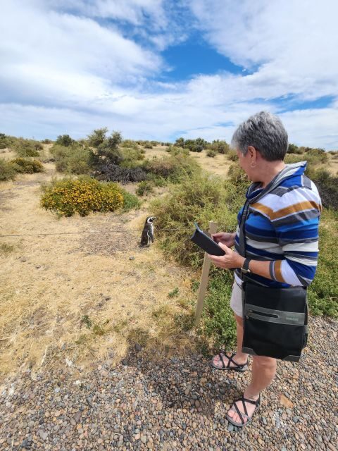 Punta Tombo Cruise Shore Excursion - Walk among penguins - An Authentic Encounter with Patagonia’s Penguins