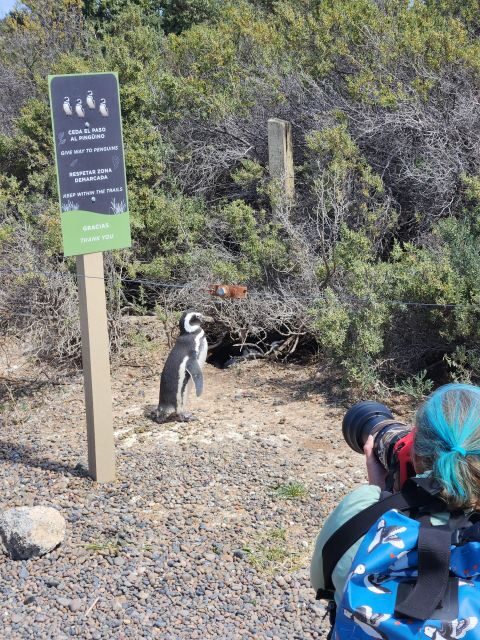 Punta Tombo Cruise Shore Excursion - Walk among penguins - The Itinerary in Detail