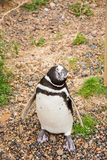 Punta Tombo for cruisers - Practical Details and What to Expect