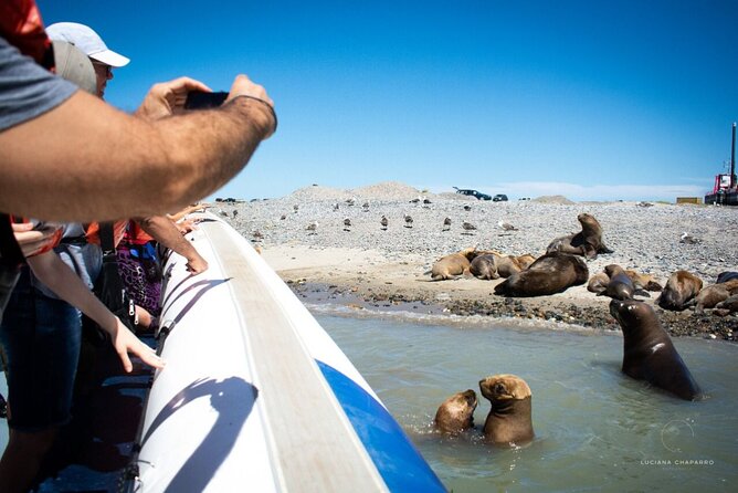 Punta Tombo Penguin Colony From Puerto Madryn With Optional Toninas Watching - Wildlife Encounters