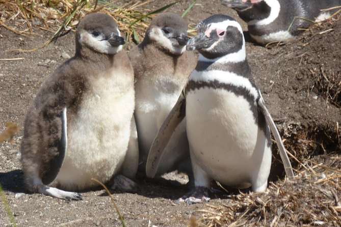 Punta Tombo Penguin Colony From Puerto Madryn With Optional Toninas Watching - Itinerary and Logistics