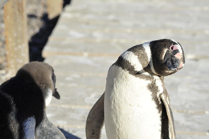 Punta Tombo Penguin Colony From Puerto Madryn With Optional Toninas Watching - Inclusions and Conditions