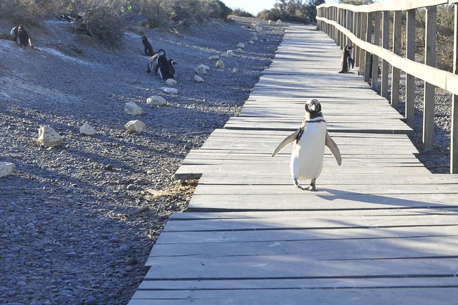 Punta Tombo Penguin Colony From Puerto Madryn With Optional Toninas Watching - Booking and Contact Information