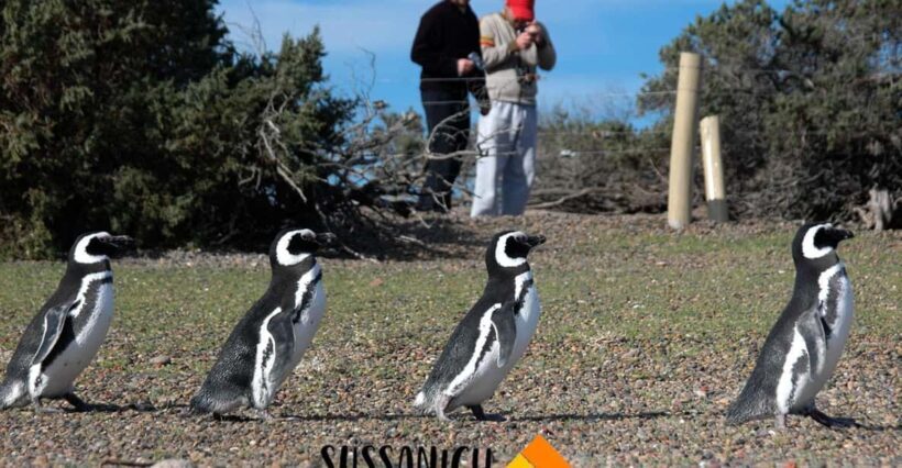 Punta Tombo Shore Excursion for Cruise Passengers Lunch+City - Key Points