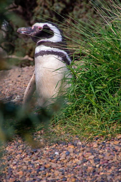 Punta Tombo Shore Excursion for Cruise Passengers Lunch+City - Final Thoughts