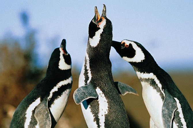 Punta Tombo Shore Excursion W/Box Lunch(Shared Tour for Cruises) - Transportation and Pickup