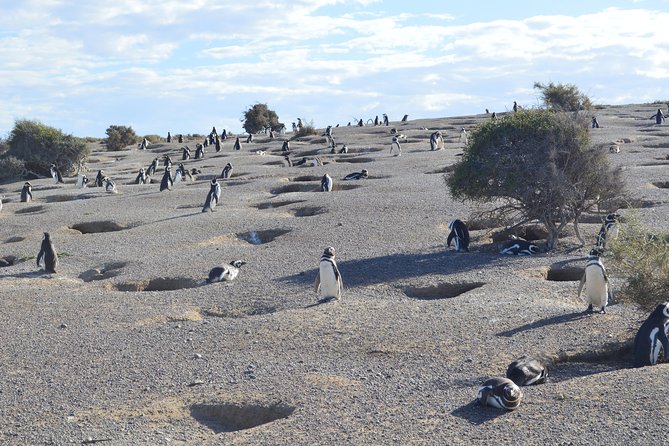 Punta Tombo Tour, the Penguin Experience - Overview of the Punta Tombo Tour