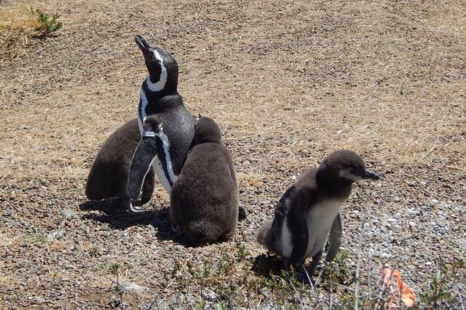 Punta Tombo Tour, the Penguin Experience - Additional Optional Stops