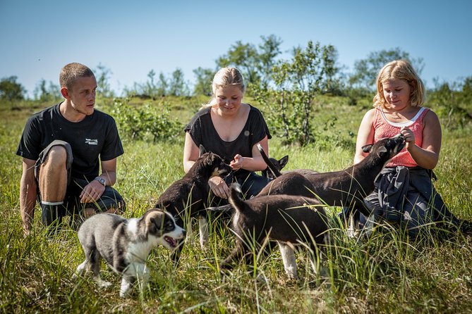 Puppy Training Experience at a Husky Farm in Tromso - Logistics and Meeting Information