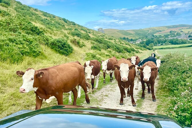 PURBECK HILLS & JURASSIC COAST - PRIVATE - 4x4 LAND ROVER SAFARI - Discover the Purbeck Hills