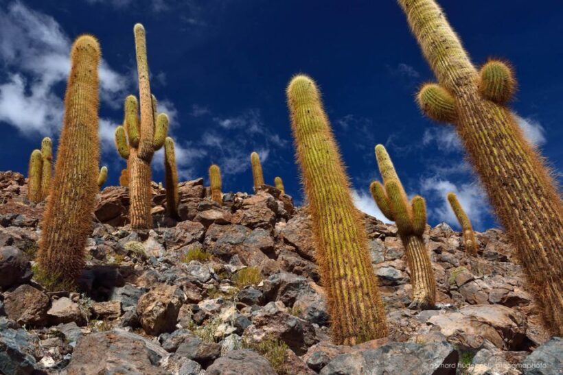 Purilibre Trekking - The Itinerary: What to Expect from Start to Finish