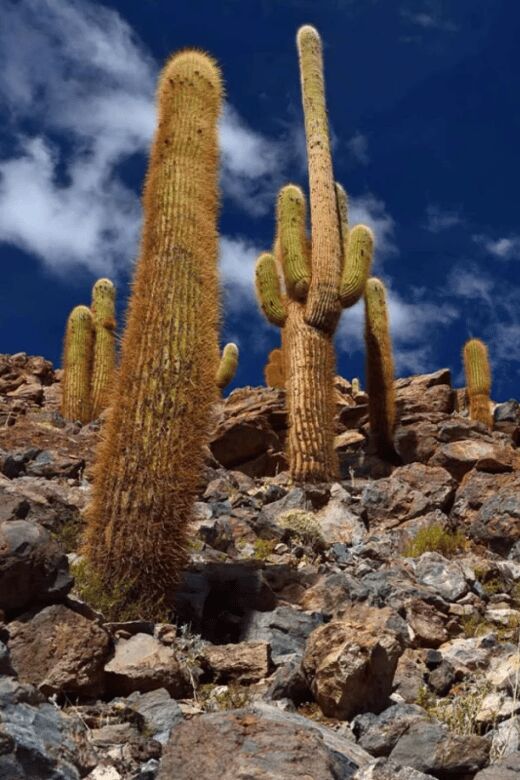 Purilibre: Trekking with Ancient Cacti and Medicinal Waters - Practical Details: What You Need to Know