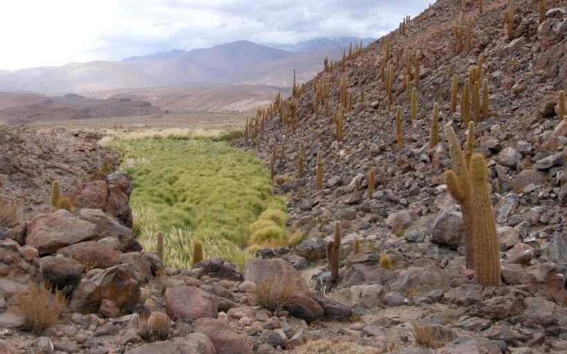 Purilibre: Trekking with Ancient Cacti and Medicinal Waters - Authentic Guides and a Truly Local Experience