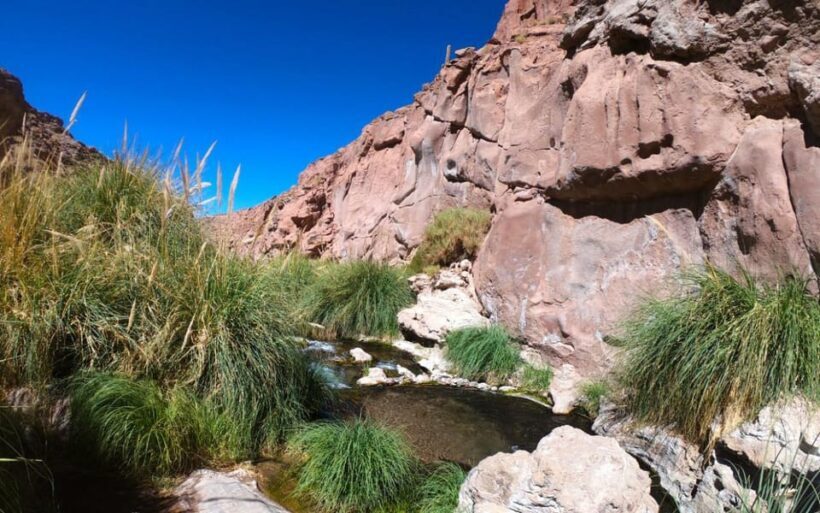 Purilibre: Trekking with Ancient Cacti and Medicinal Waters - FAQ