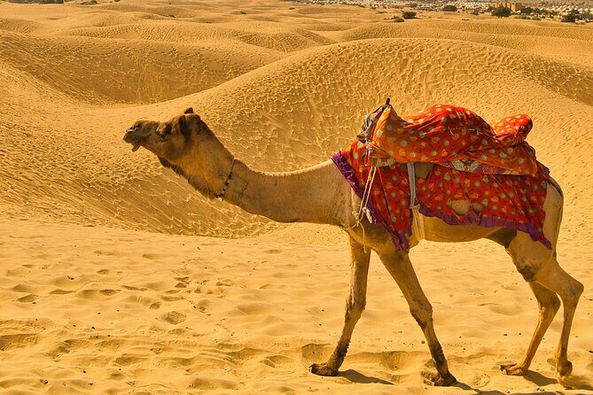 Pushkar Camel Safari Adventure - Final Thoughts