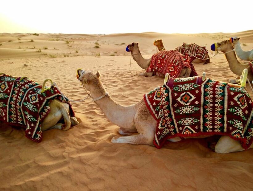 Pushkar: Camel Sunset Safari Adventure - Is This Tour Worth It?