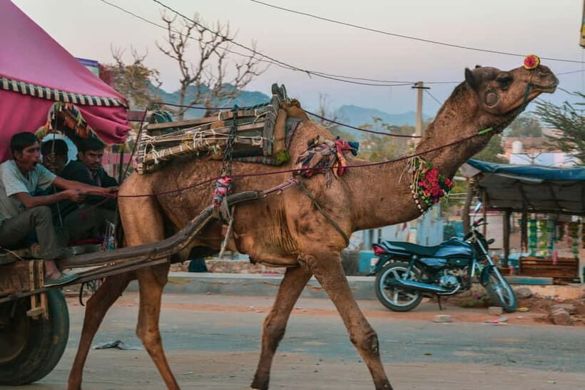 Pushkar: Camel Sunset Safari Adventure - Who Is This Tour Best For?