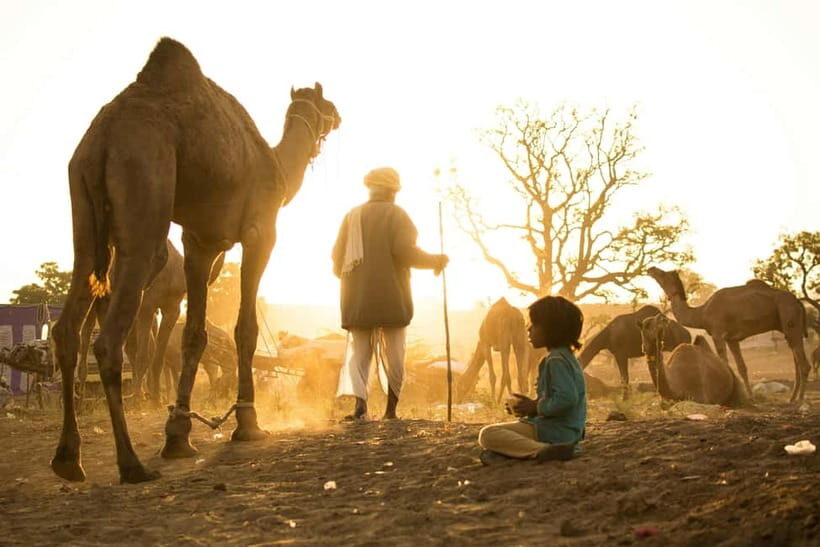 Pushkar: Camel Sunset Safari Adventure - Frequently Asked Questions