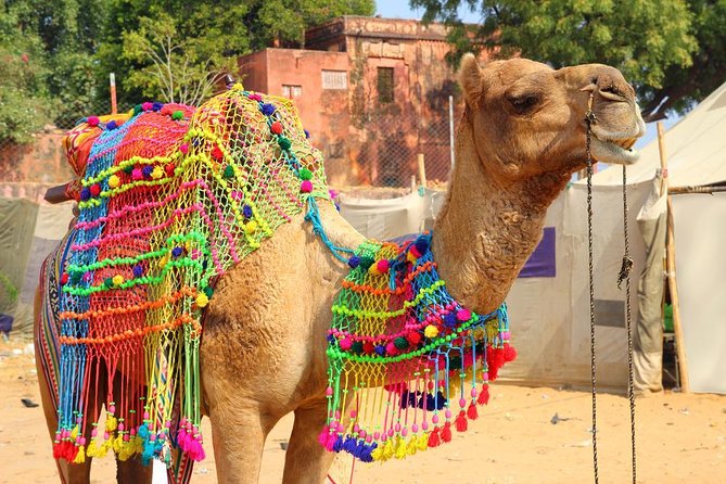 Pushkar Full Day Tour from Jaipur with All Inclusive - Key Points
