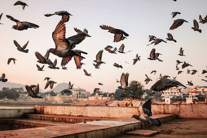 Pushkar: Private Guided day tour From Jaipur - What to Expect on Your Pushkar Day Trip